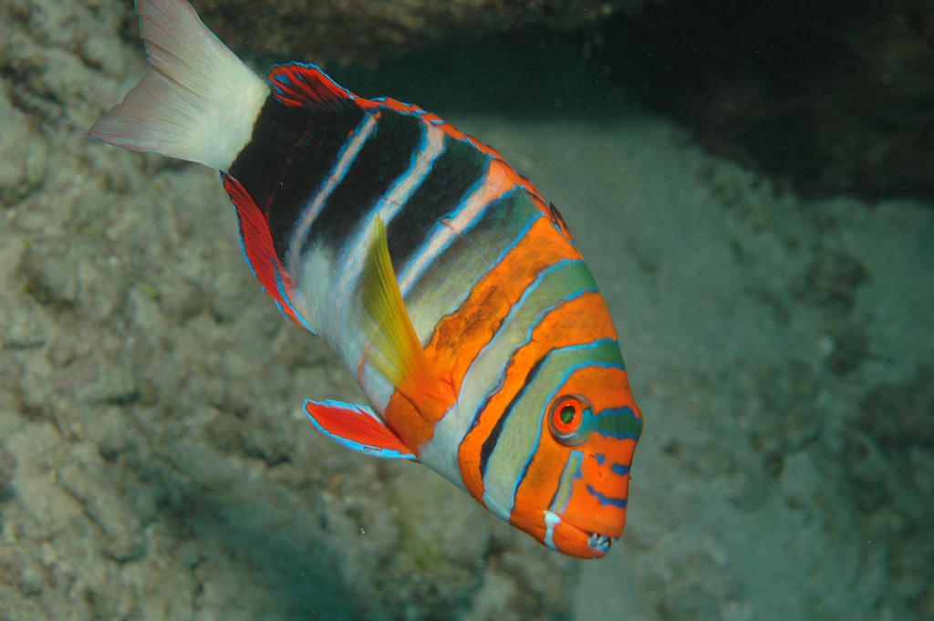 ANIMALS OF PLANET EARTH: ANIMALITOS