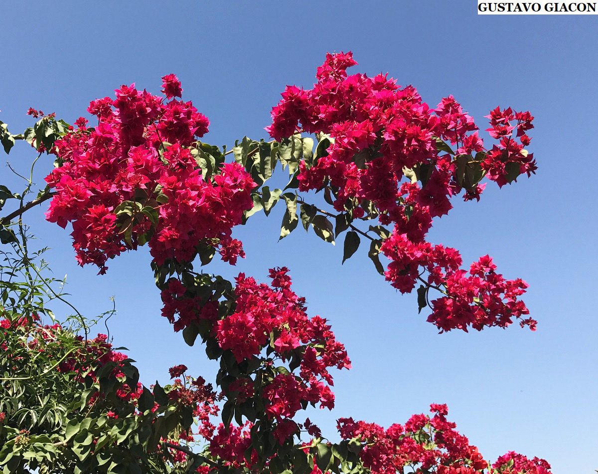 Viveiro Ciprest - Plantas Nativas e Exóticas: Primavera Vermelha ...