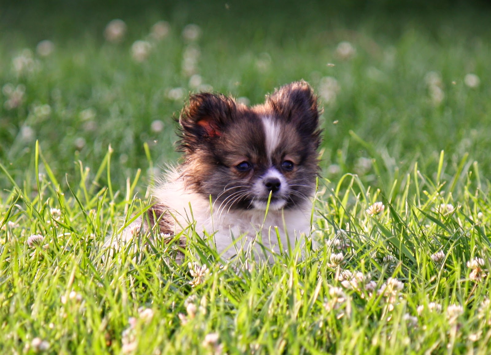 Providence Puppies: ~*~Pretty Pomeranians~*~