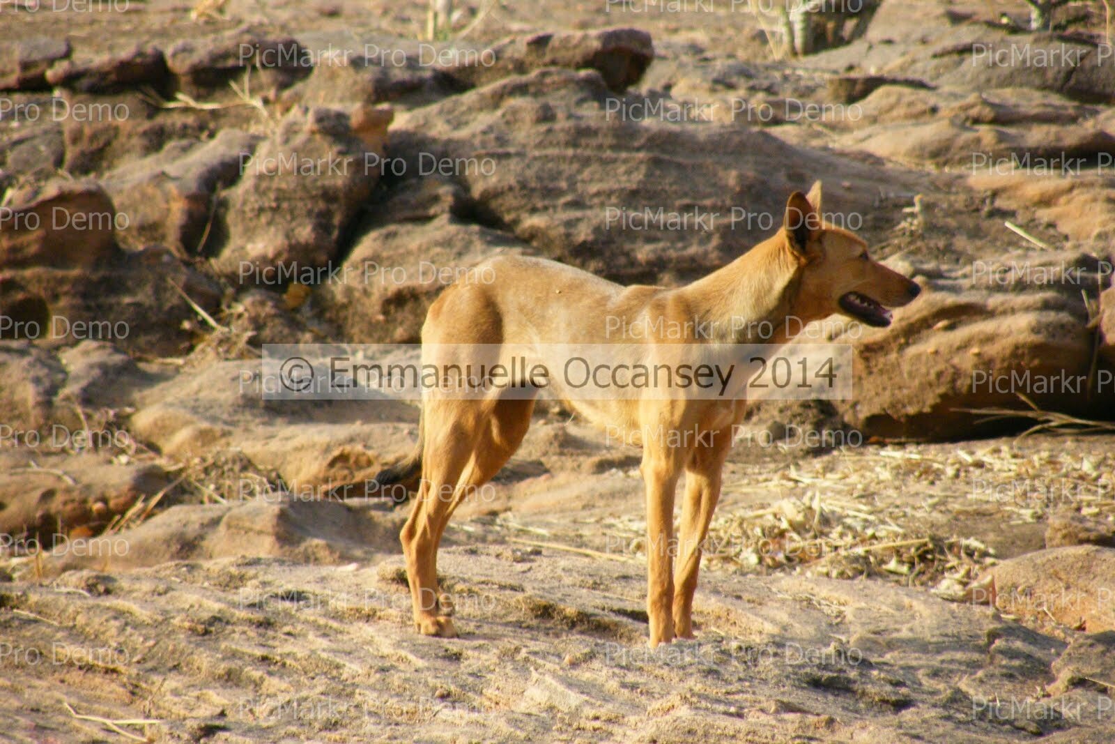 West African Dogs: Bamako, Mali