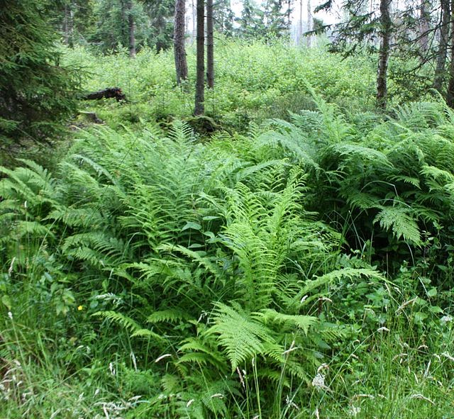 Medicina naturii: Plante F