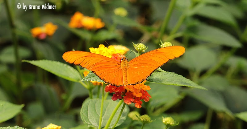 Julia-Falter, (Dryas iulia)