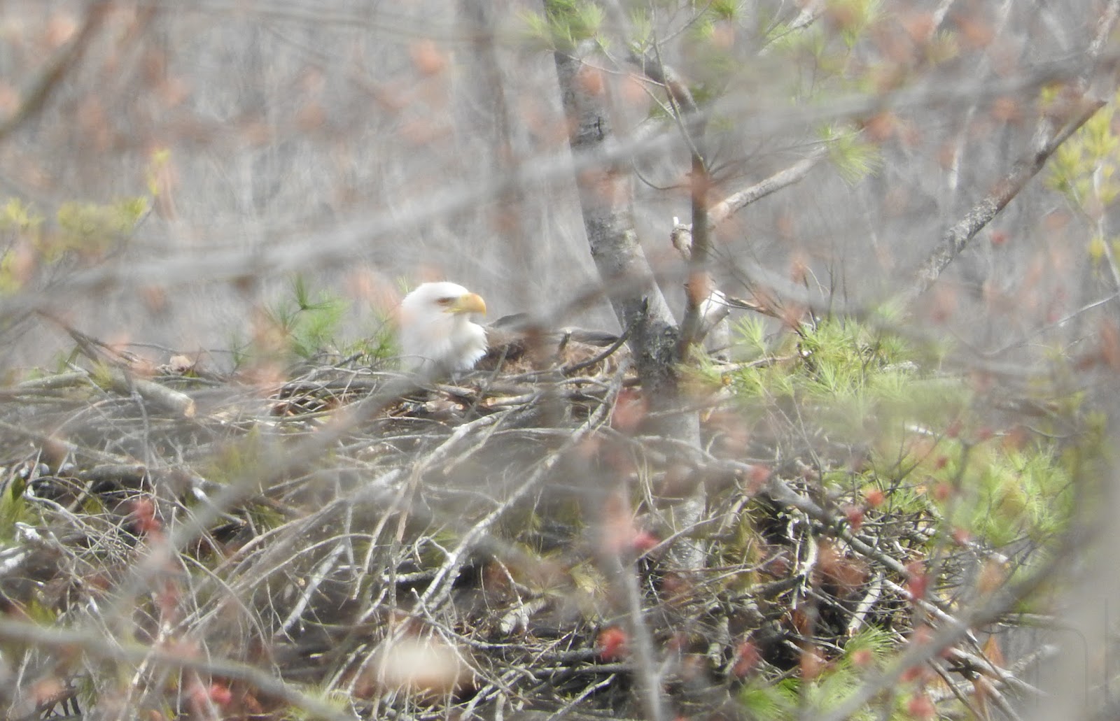 Merry@Syracuse: Nesting Bald Eagle Above the Mohawk River Near Rome
