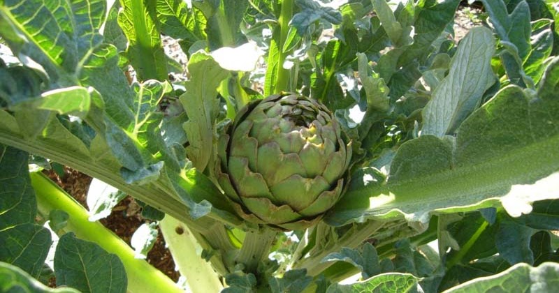 La temporada de la alcachofa en España, todo lo que necesitas saber ...