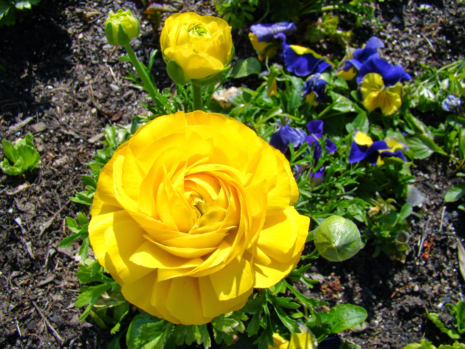 BOGLARKA FLOWER photos - wallpapers | the fun bank