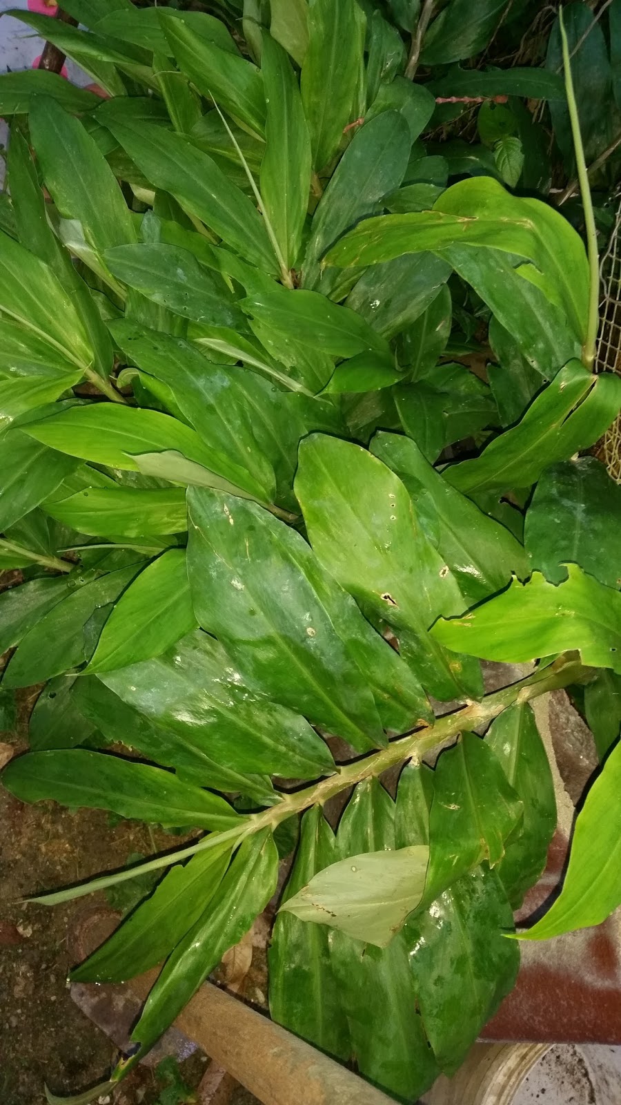 Warisan Petani: Pokok Lempuyang.