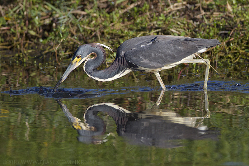 SWFloridabirder: Harns Marsh Preserve: Early May Action