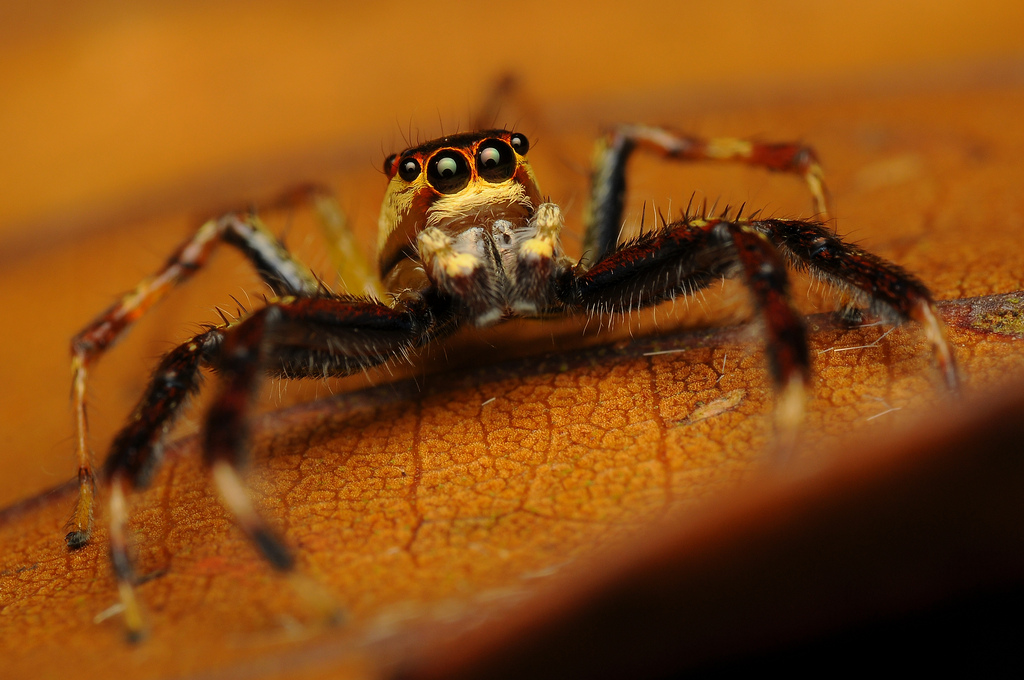 The Mirror: Fantastic Spider Photography (Four Sets of Eyes)