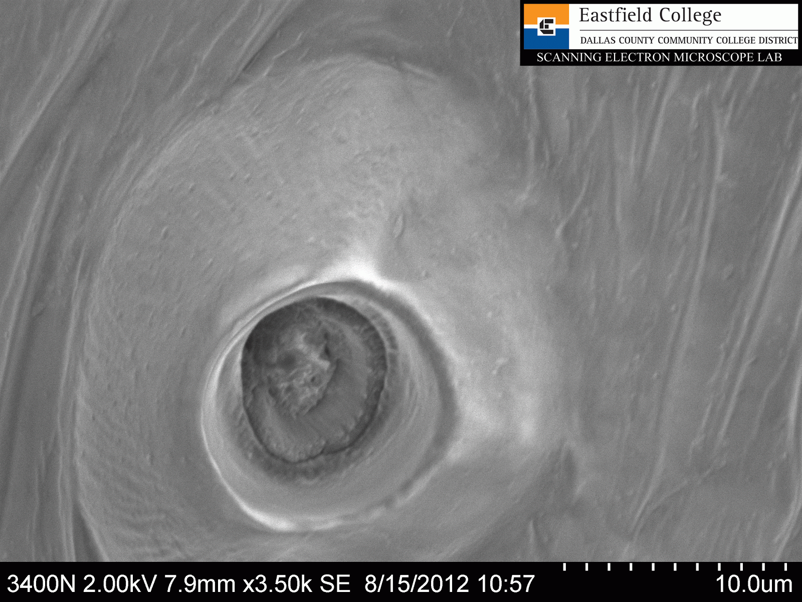 Scanning Electron Microscope Blog: Itsy Bitsy Spider - The Scanning ...