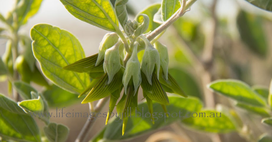 Life Images by Jill: Finding the Green Birdflower