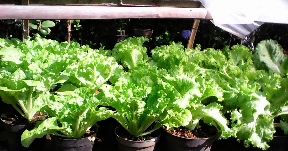 Cara Merawat Tanaman Dan Aneka Tanaman Hias: Cara Menanam Selada Dalam Pot