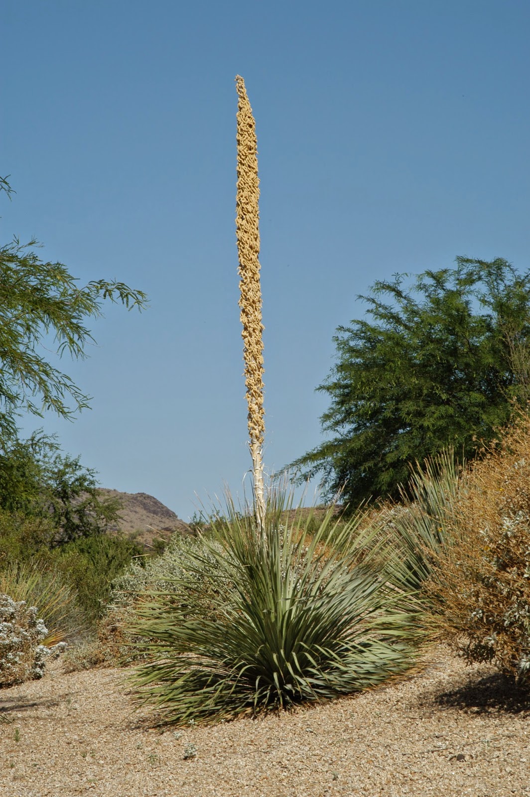 Suburban Naturalist: Sotol