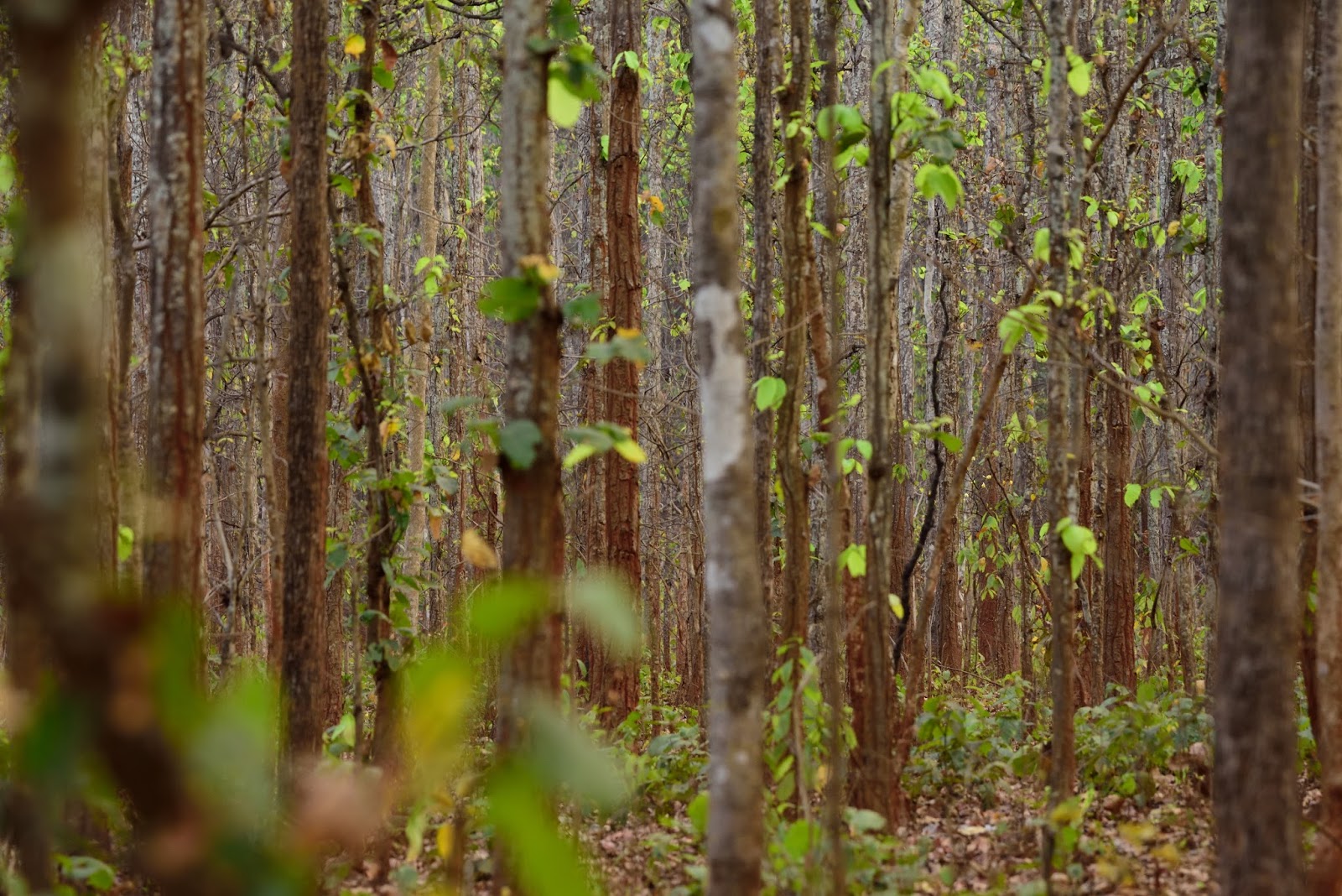 SARANDA - Forest across 700 Hills