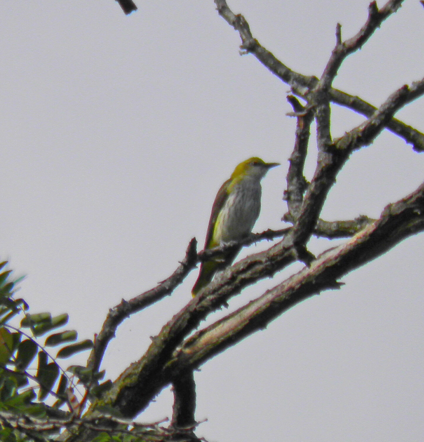 PASARI DIN ROMANIA: GRANGUR, Oriolus oriolus