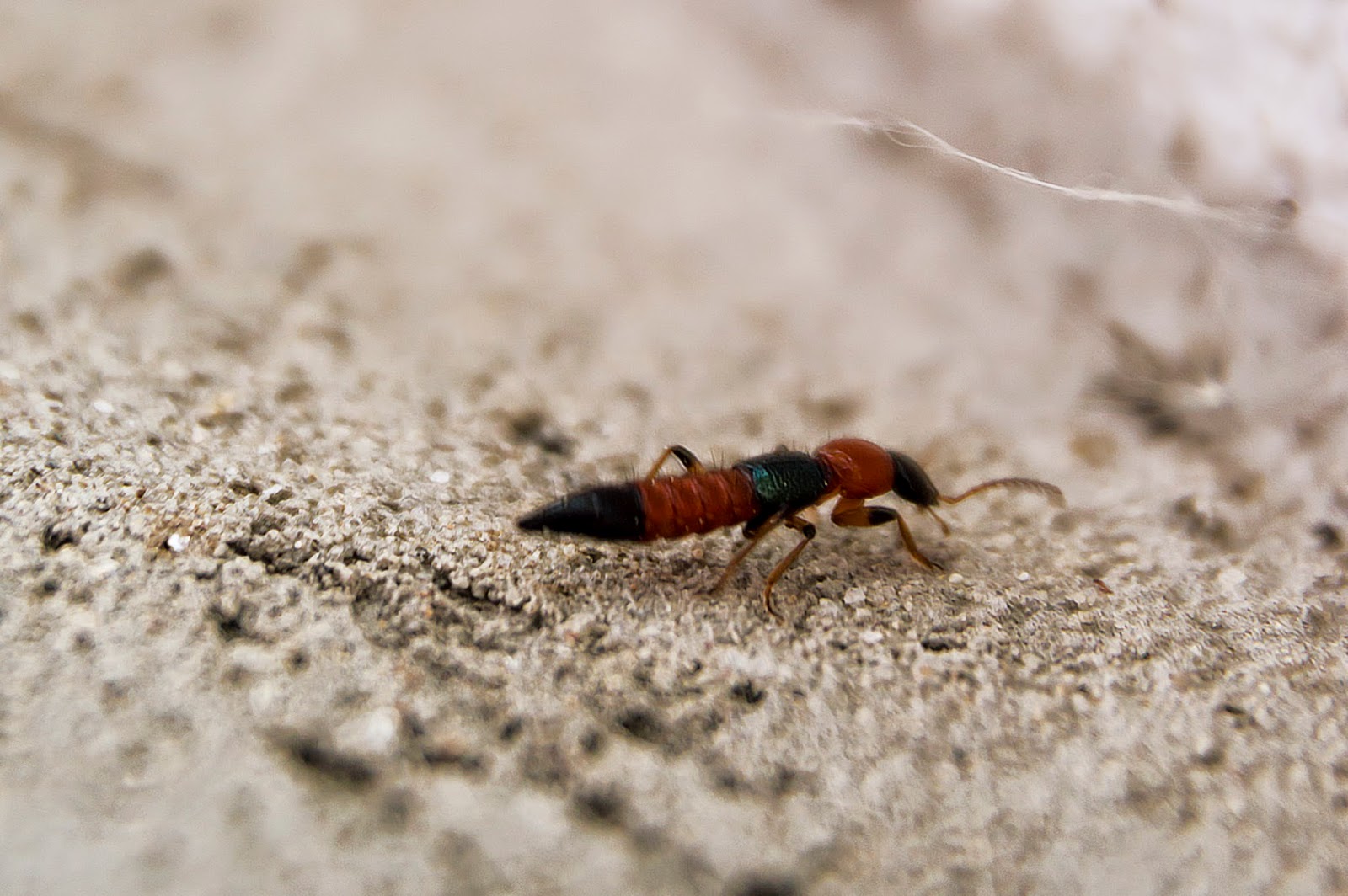 Awesome Bugs: Rove beetle, Latin name: Paederus baudii