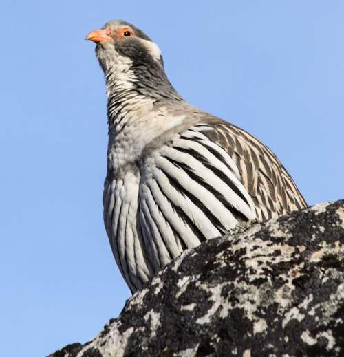 Tibetan snowcock photos | Birds of India | Bird World