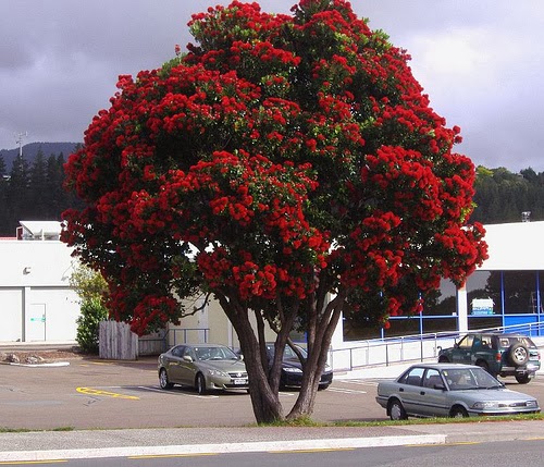 Xtremehorticulture of the Desert: Pohutukawa Tree: Maybe a Kiwi Can ...