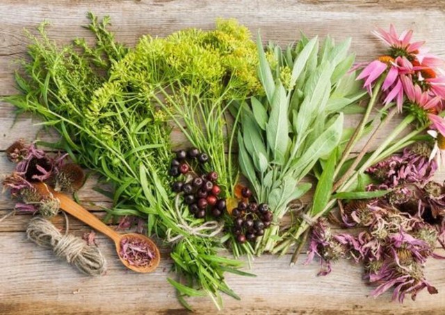 Appalachian Mountain Roots: Mountain Remedies Part 2