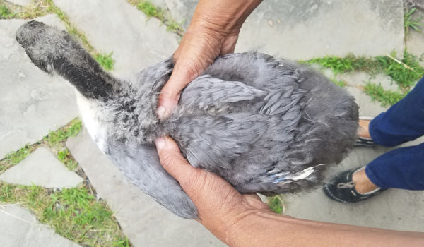 Preventing and Treating Angel Wing in Ducklings - Fresh Eggs Daily ...