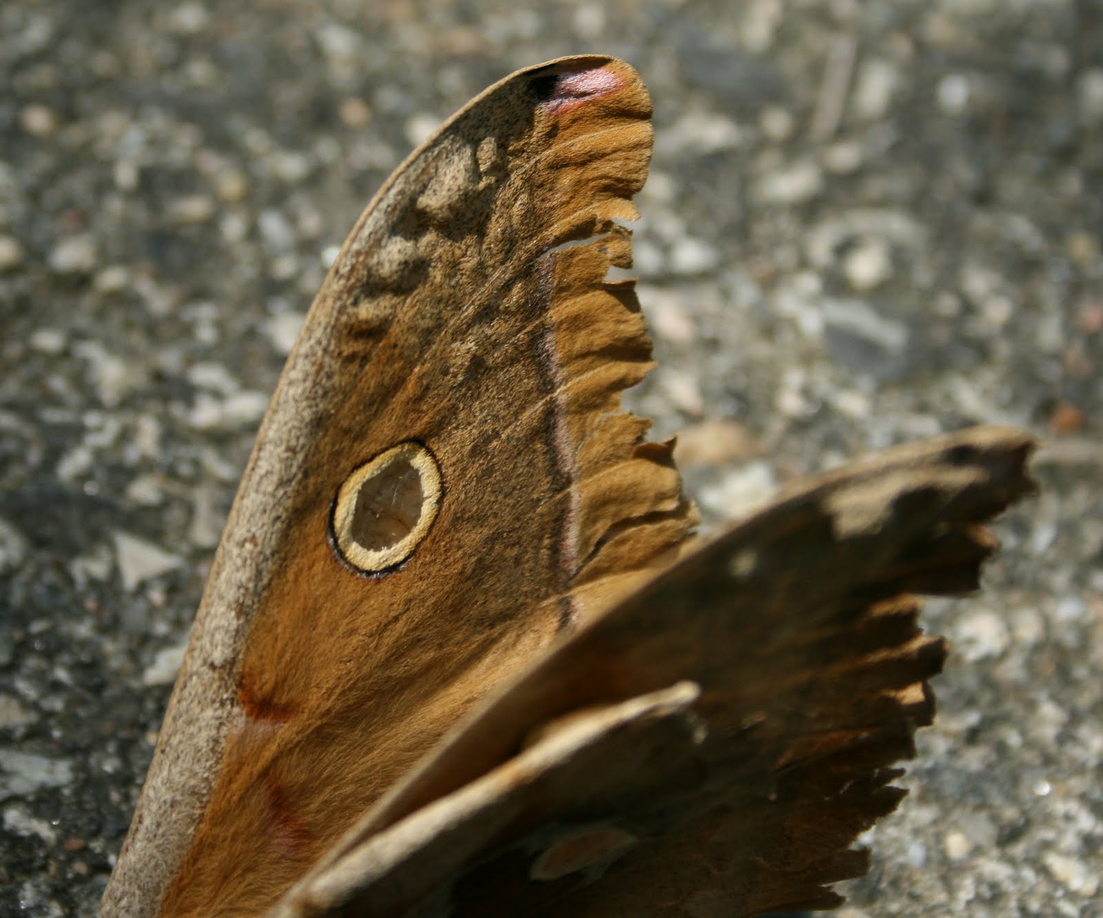 Spicebush Log: A Polyphemus Moth