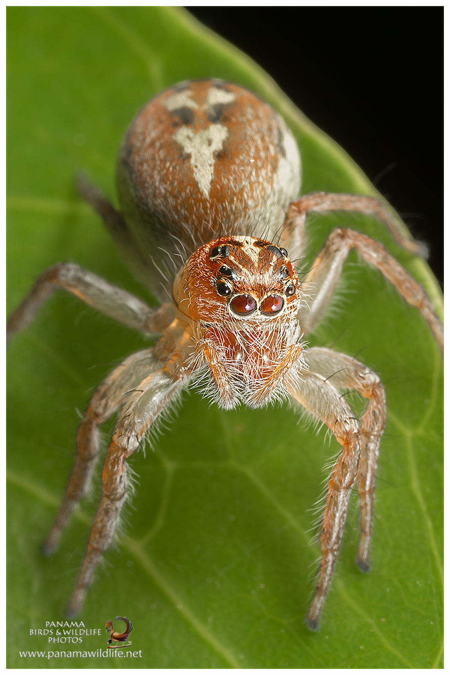 Happy New Macro-Year!! (Macro photography in El Espino, San Carlos ...