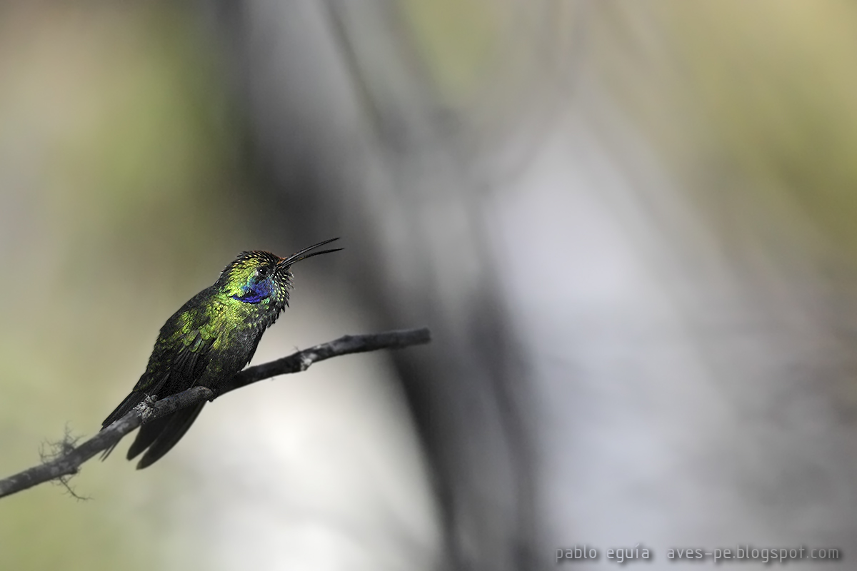 mis fotos de aves: Colibri thalassinus Colibrí Chico Green Violet-ear