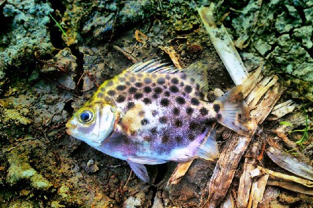 Budidaya Ikan Titang atau Kiper dengan Pakan Umpan Jitu