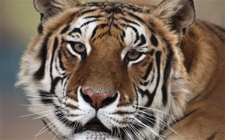 Michael Jackson's Tiger Dies Of Lung Cancer - NaijaGists.com ...