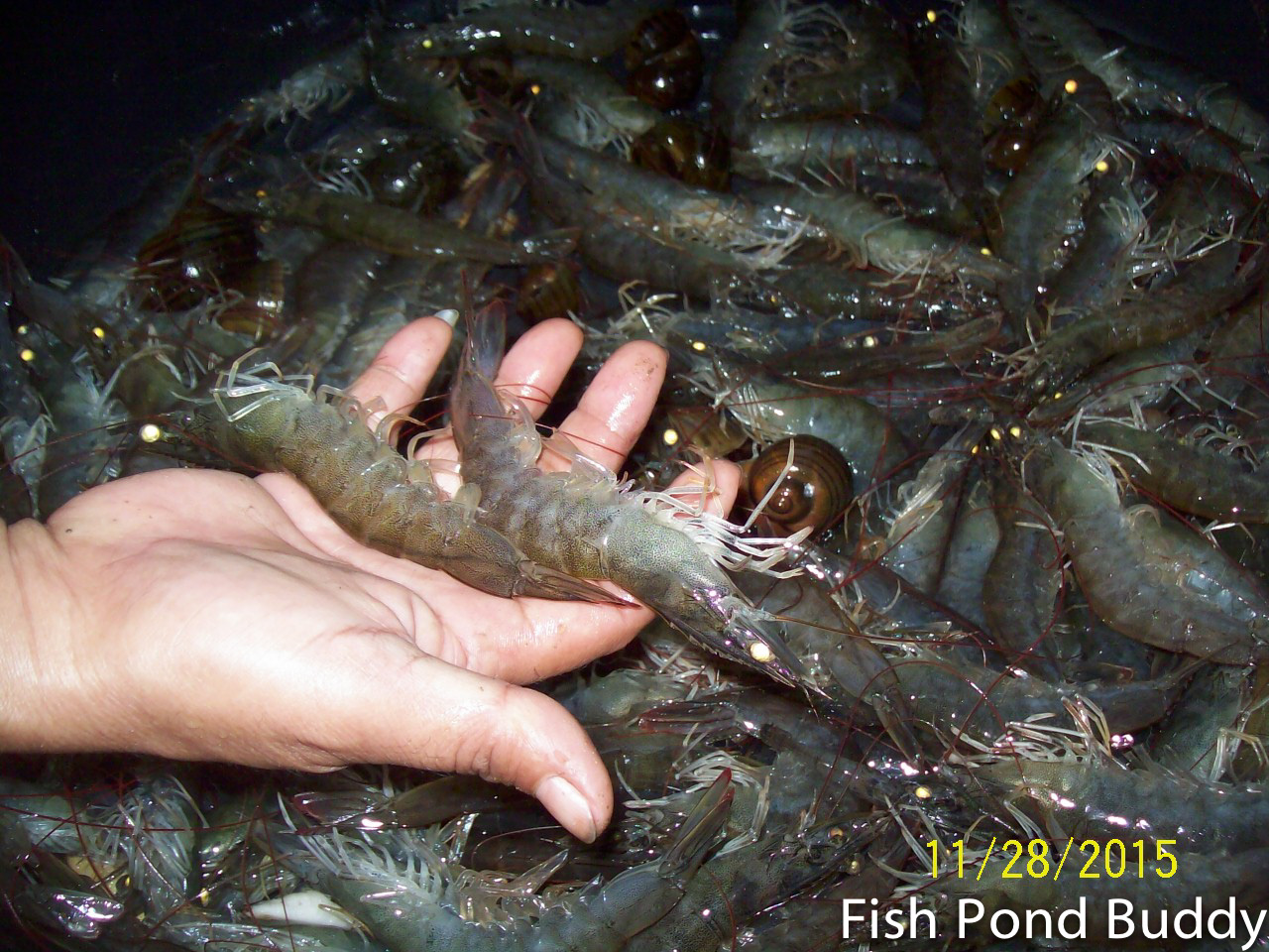 Fish Pond Buddy: How to Grow and Harvest Vannamei Prawns