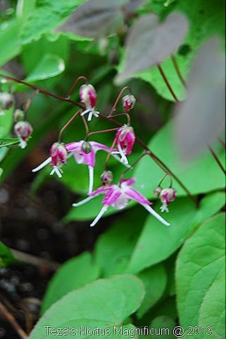 Thursday Garden Review: The Genus Epimedium | Teza's Hortus Magnificum