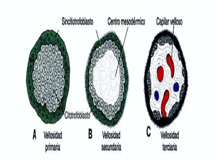 EMBRIOLOGIA 713: CAPITULO 5: DISCO GERMINATIVO TRILAMINAR.