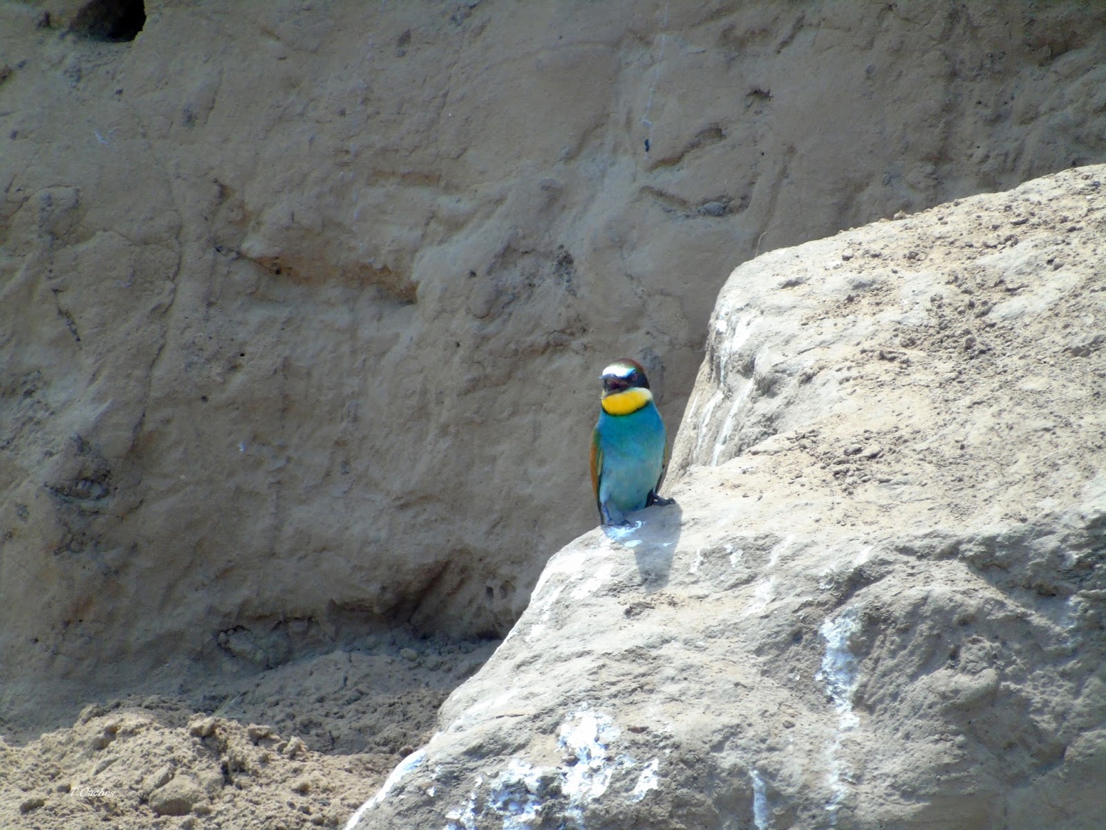 PASARI DIN ROMANIA: PRIGORIE, Merops apiaster