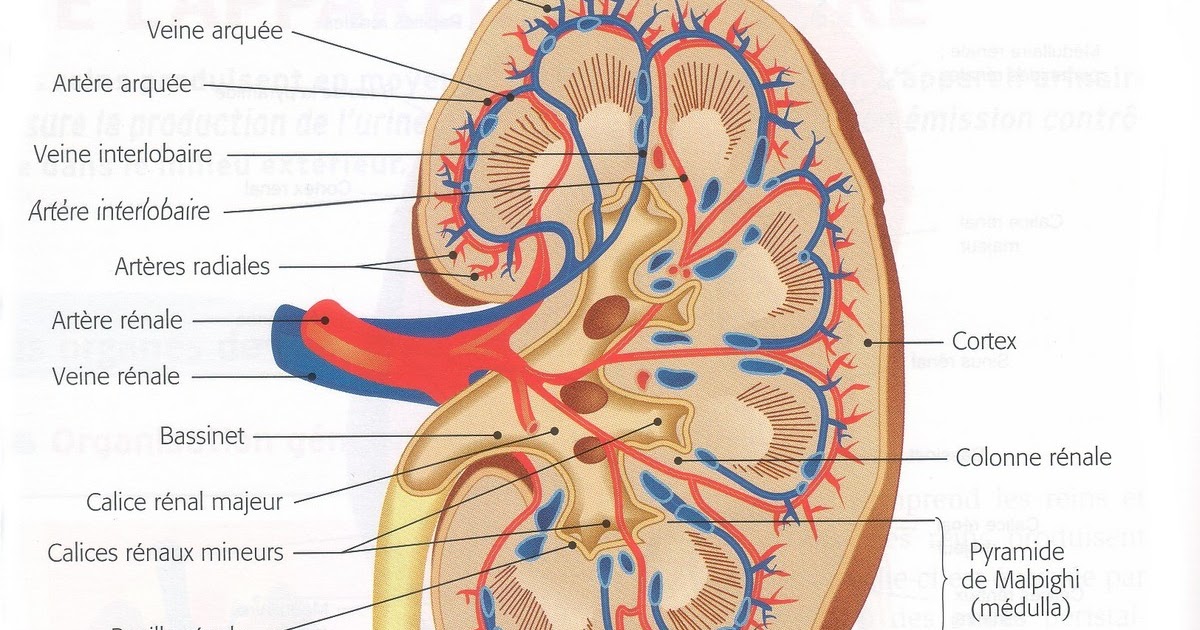 LE REIN ~ COURS de la pharmacie