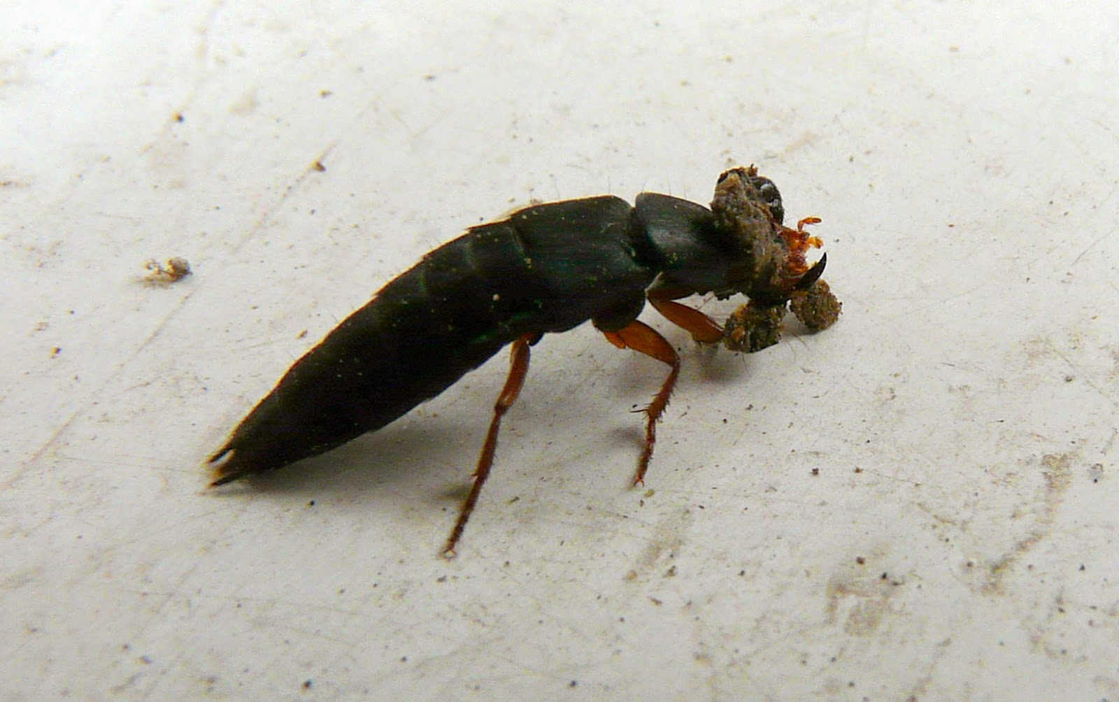 Nos Bêbêtes: Insecte noir