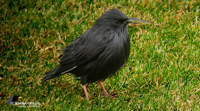 Ojolince y Sra.: El guapo, el feo y el cojo