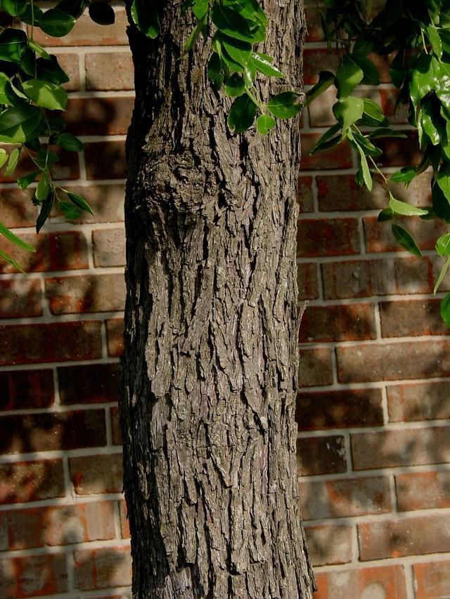 Temperate Climate Permaculture: Permaculture Plants: Jujube