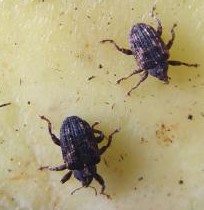 Natural, Scientific and Medical Wonders: An insect and a worm from nowhere!