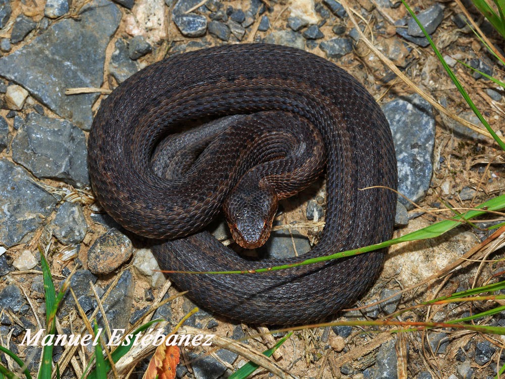 Miradas Cantábricas: Víbora de Seoane o cantábrica (Vipera seoanei ...