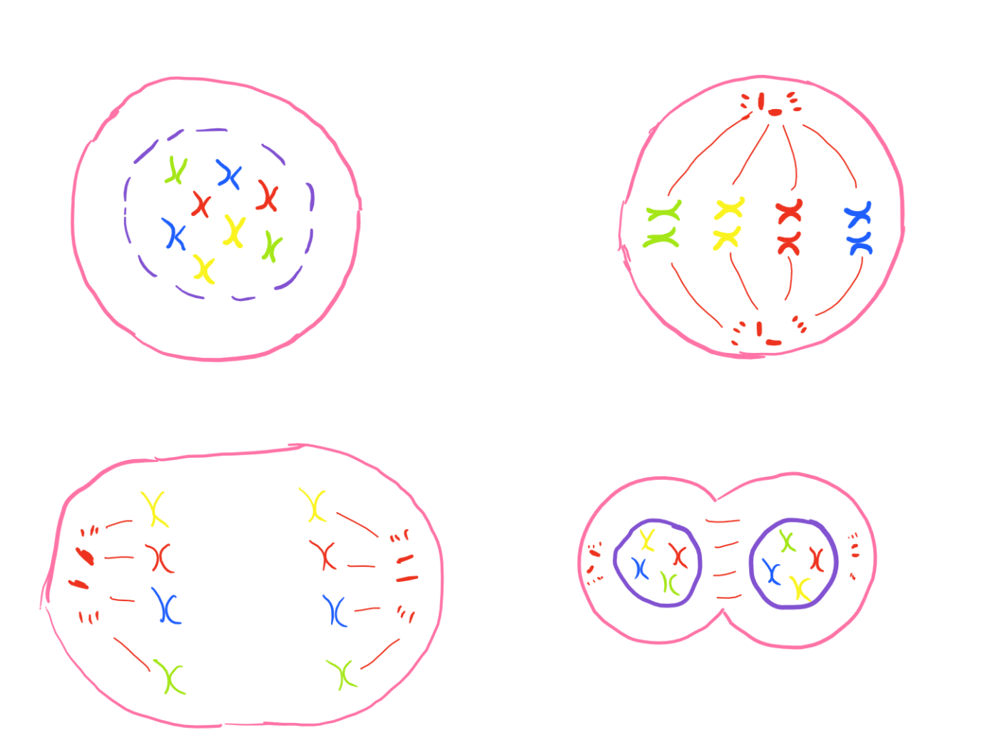 Laura Fernández: Ejercicios tema 6