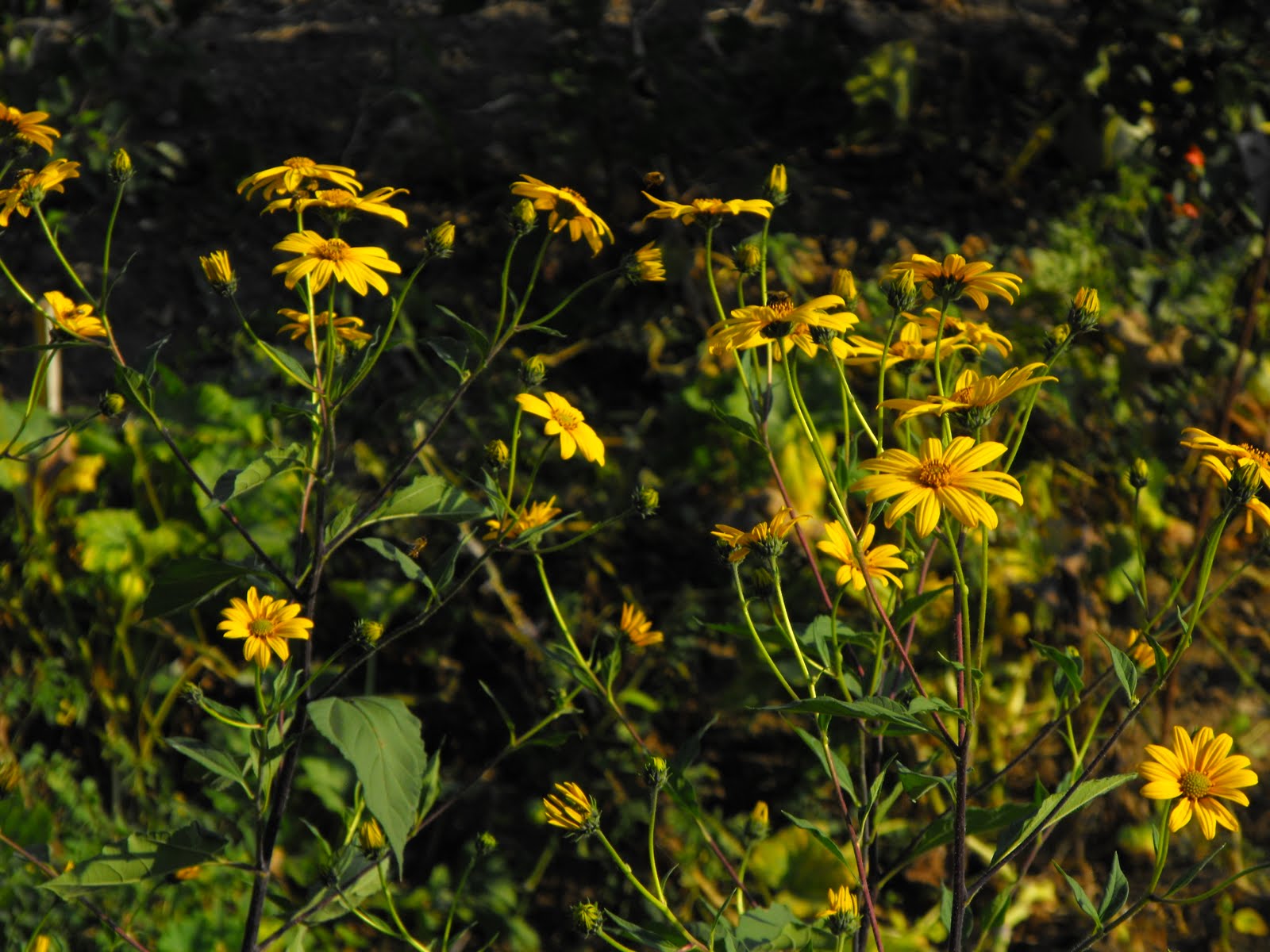 Pasiuni de odinioara: NAPI. FLORI DE NAPI...