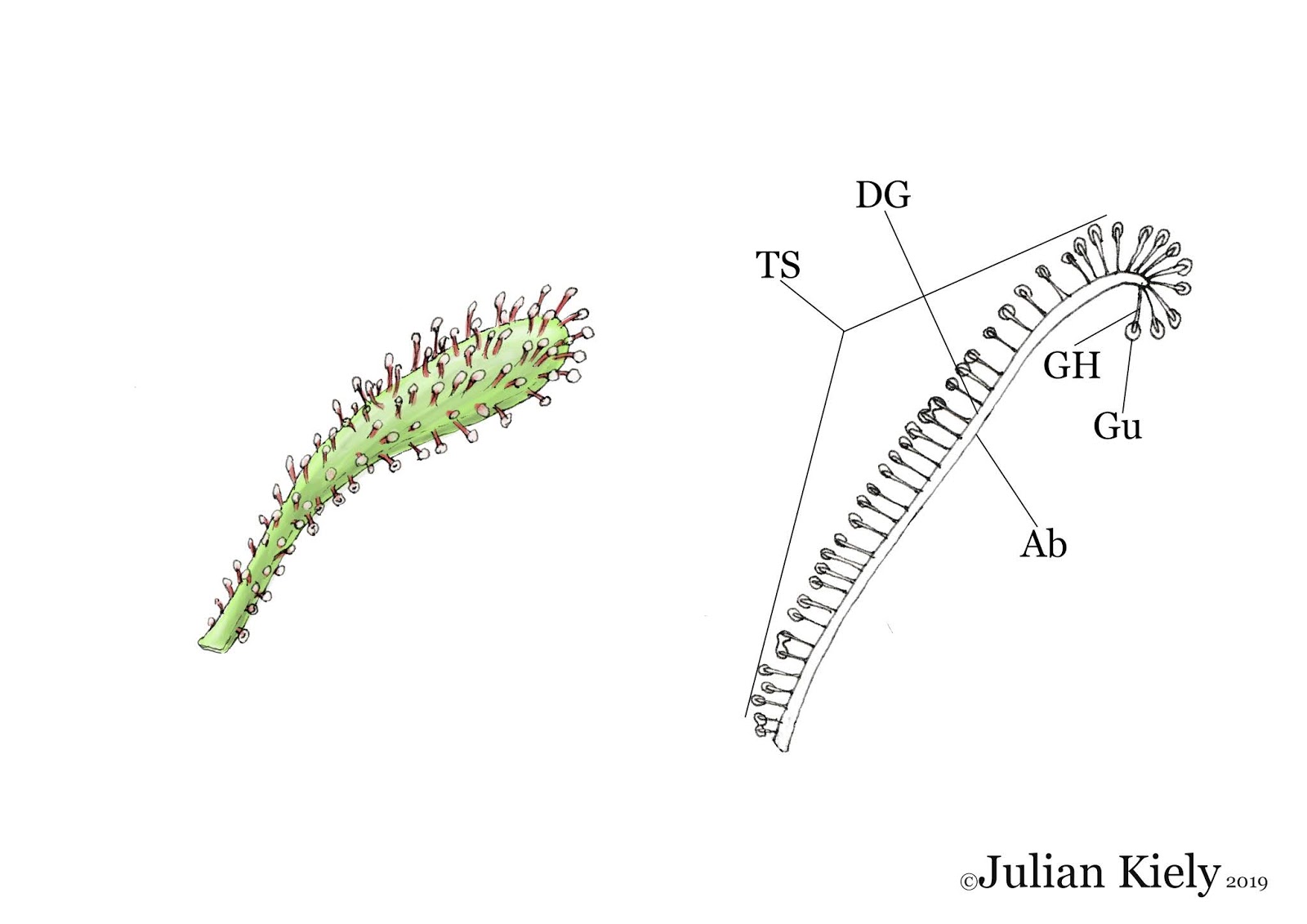 Carnivorous Plant Diversity and Evolution: Part 1 – An introduction to ...