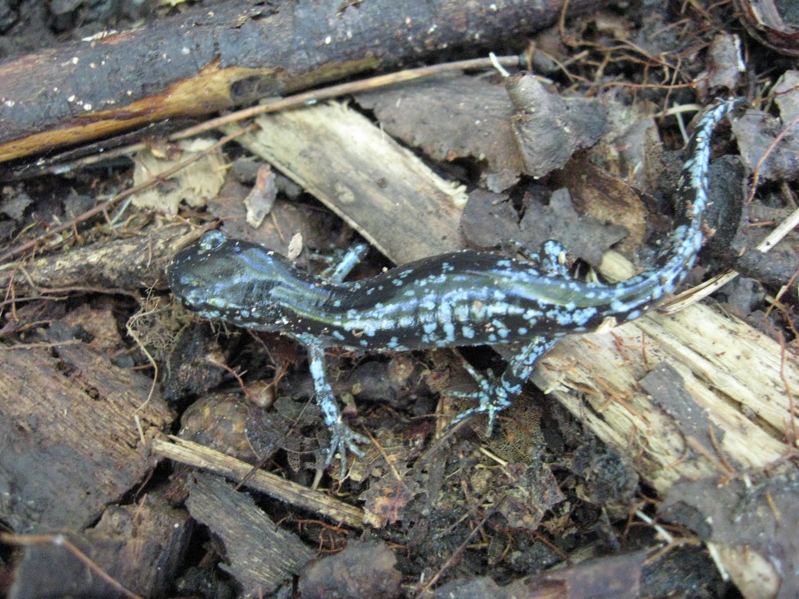 Wildlife Monitor: Blue-spotted x Jefferson Salamander Population Monitoring