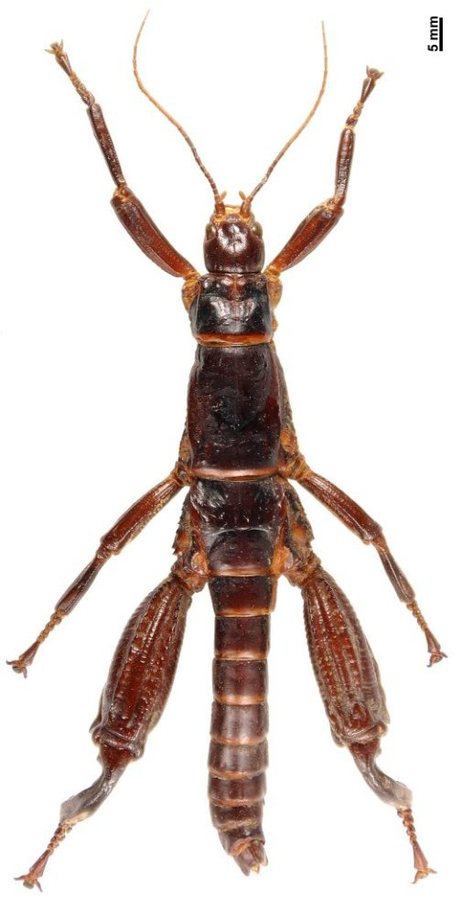 Dryococelus Australis Serangga terbesar di dunia, yang diduga telah ...