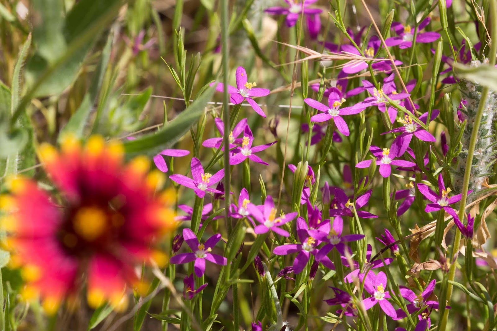 The Garden of Needles: Wildflowers