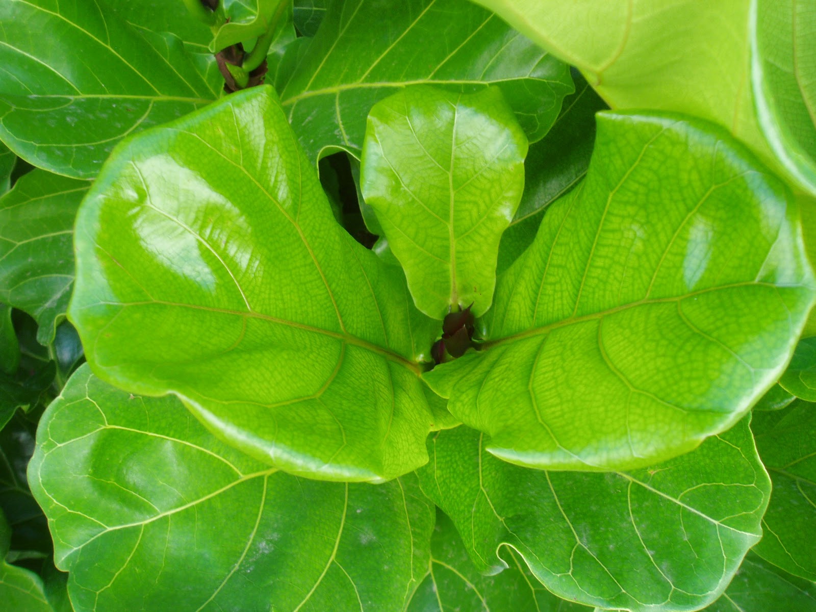 ÁRBOL LIRA: Ficus lyrata | Plantas rioMoros