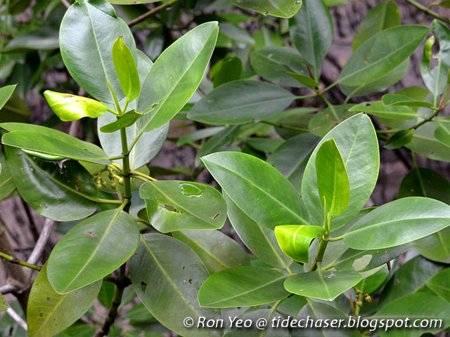 tHE tiDE cHAsER: Bakau Kurap (Rhizophora mucronata)