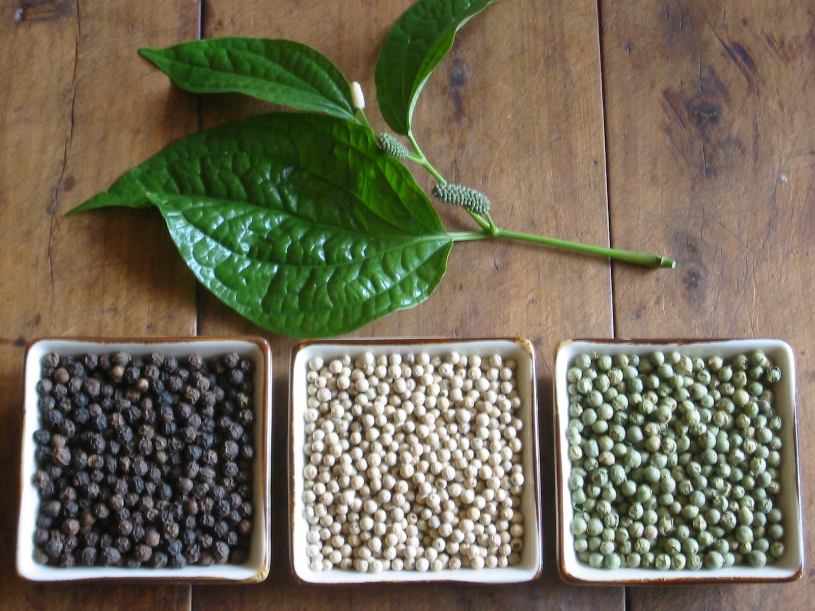 Pipermania !!!: Piper nigrum