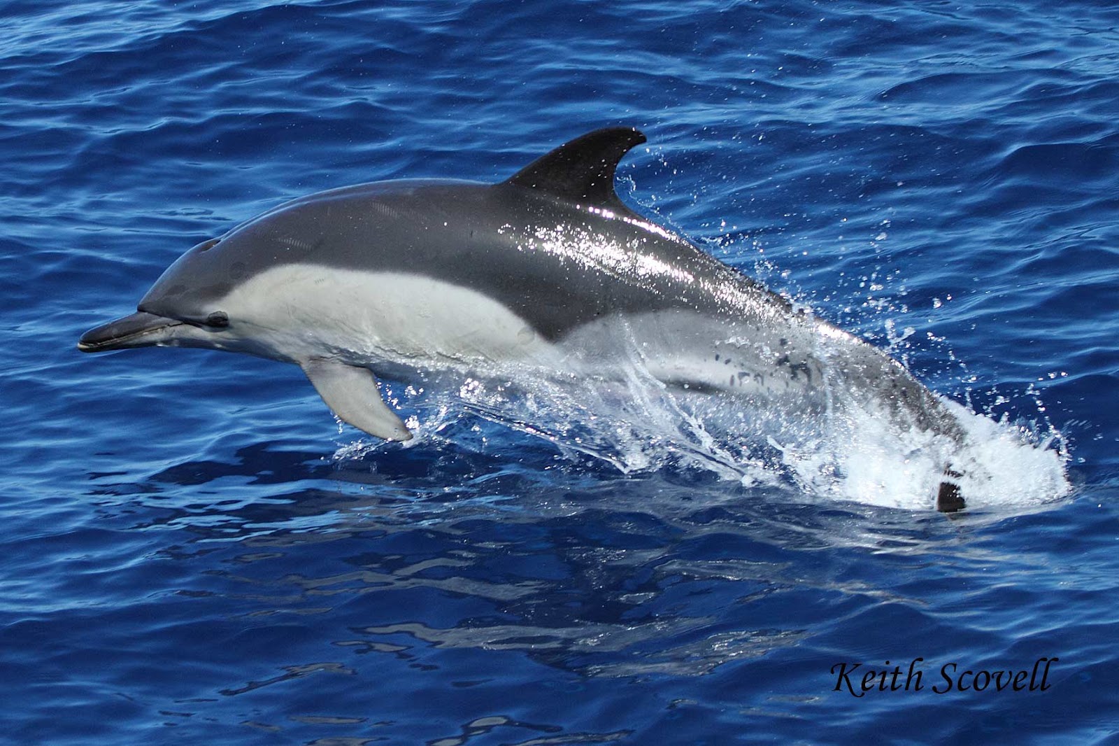 Keith Scovell's Wild Life: Common Dolphins in the Azores (part1)