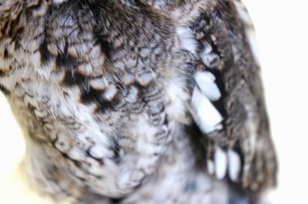 Good Natured: Fur, Feathers & Scales - Screech Owl
