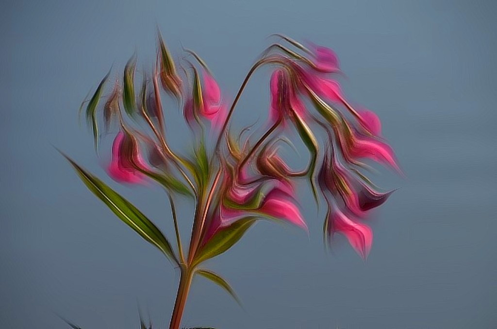 ps-pictureshop: Blumen, flores, Flower, fleurs, květiny, Flores